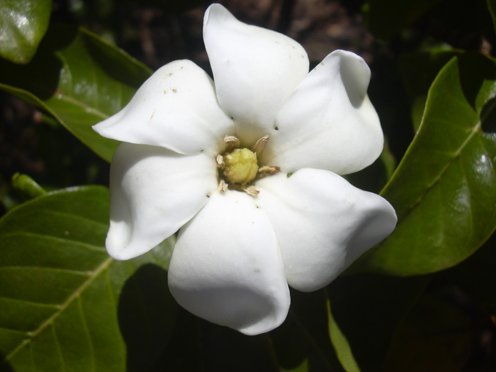 Flowers: Gardenia