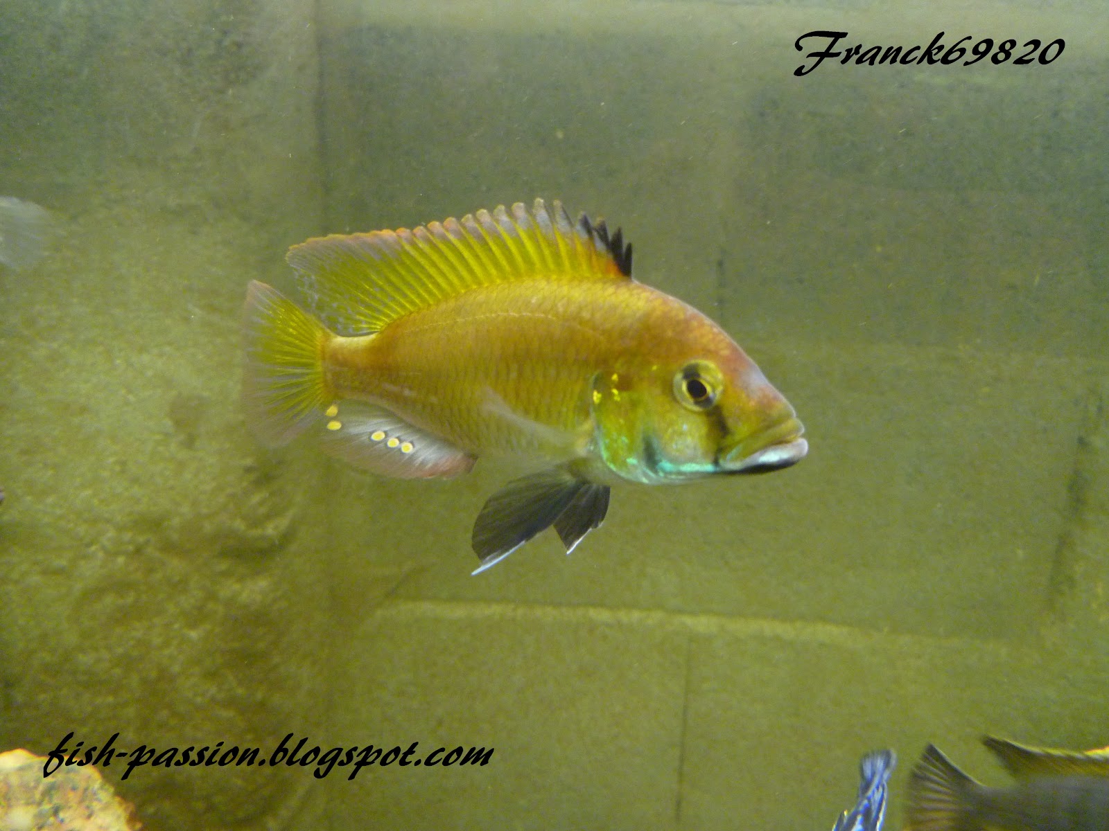 fish-passion: Astatotilapia Calliptera Thumbi East