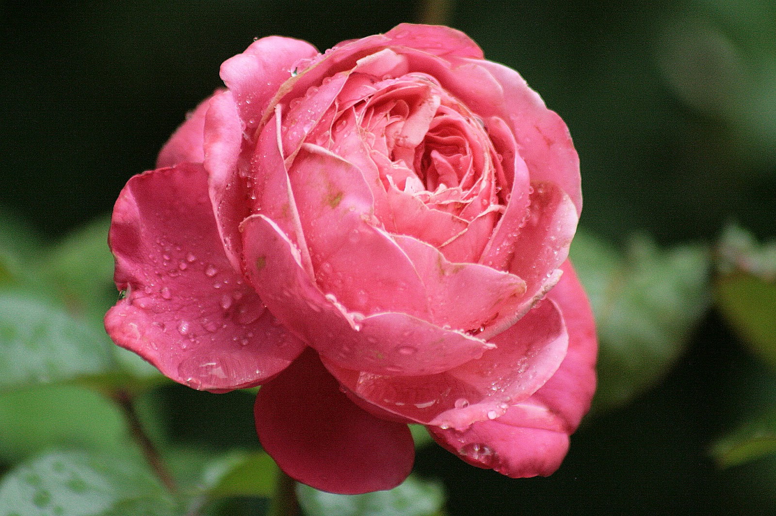 A Hocking Hill's Garden: The Rose Garden