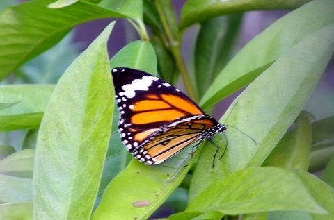 Sweet Nothings Crochet: TITALI COWL