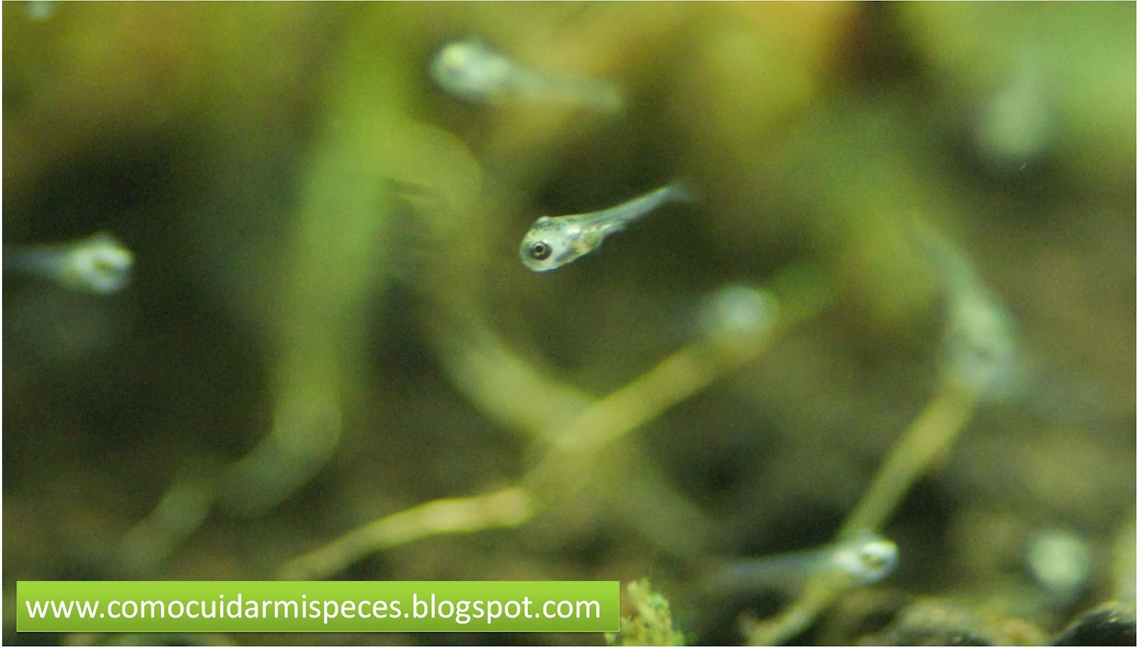 Alevines de Ramirezi, los 7 primeros días desde la puesta