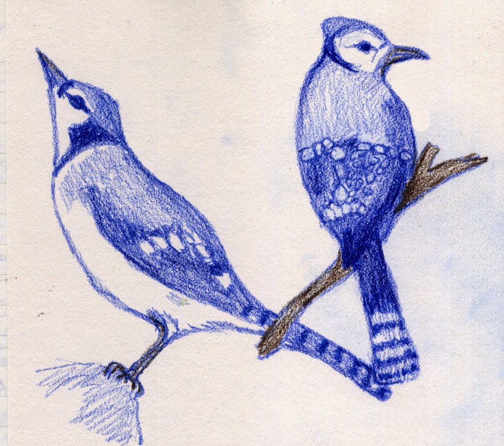 InkTracks: Blue Jay