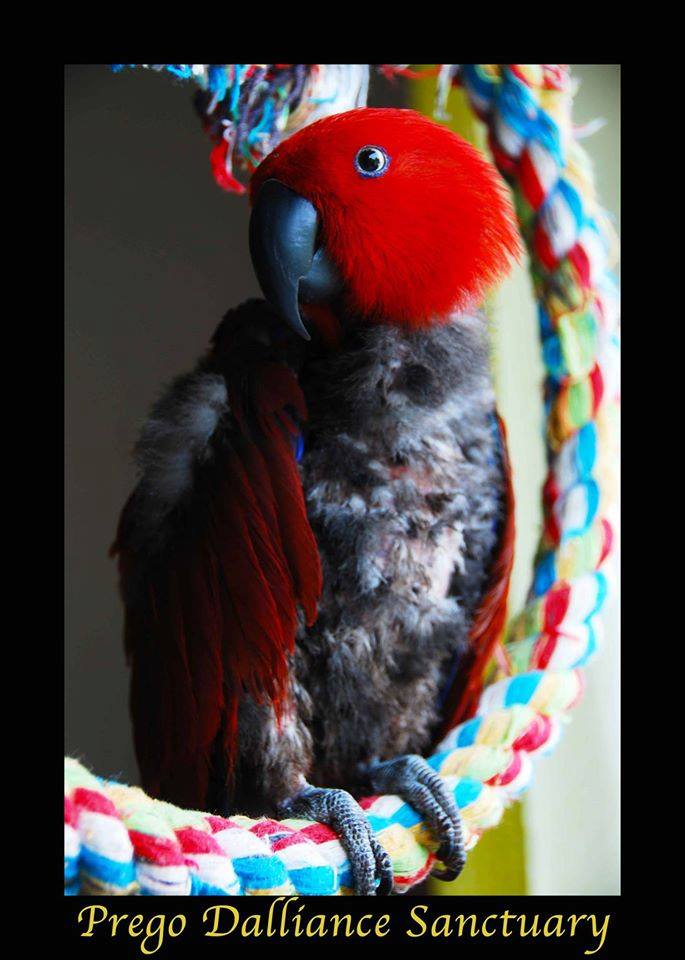 Bella's Surgery [parrot health story] — Prego Dalliance Sanctuary