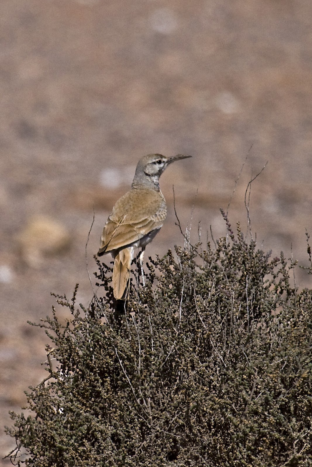 PETER'S PORTFOLIO..............Bird & Wildlife Photography: February 2012
