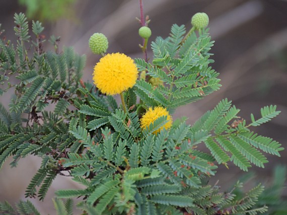 Maleza de Hoja ANCHA ~ Agronutrientes