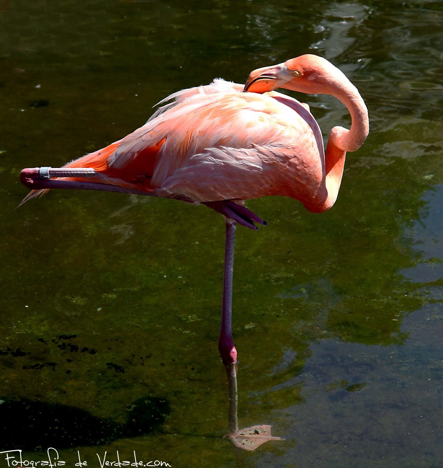 Fotografia de Verdade: Parque Temaikèn