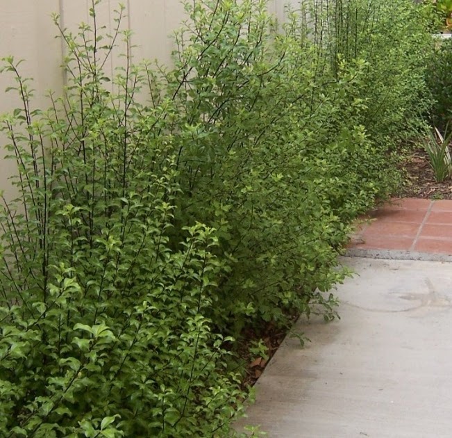 The 2 Minute Gardener: Photo - Silver Sheen Pittosporum (Pittosporum ...