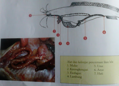 Anatomi Dan Morfologi Ikan Lele | Cara beternak Lele