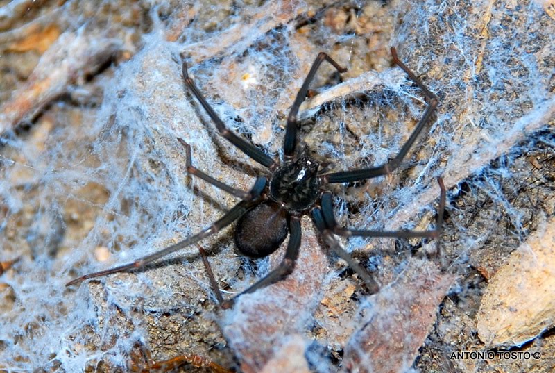 Dominican Spiders: Sicariidae, Loxosceles taino