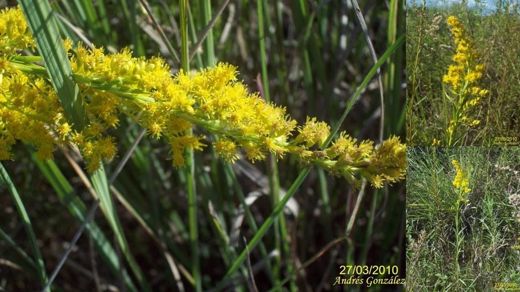 FOTOS DE FLORA NATIVA Y ADVENTICIAS DE URUGUAY : Solidago chilensis ...