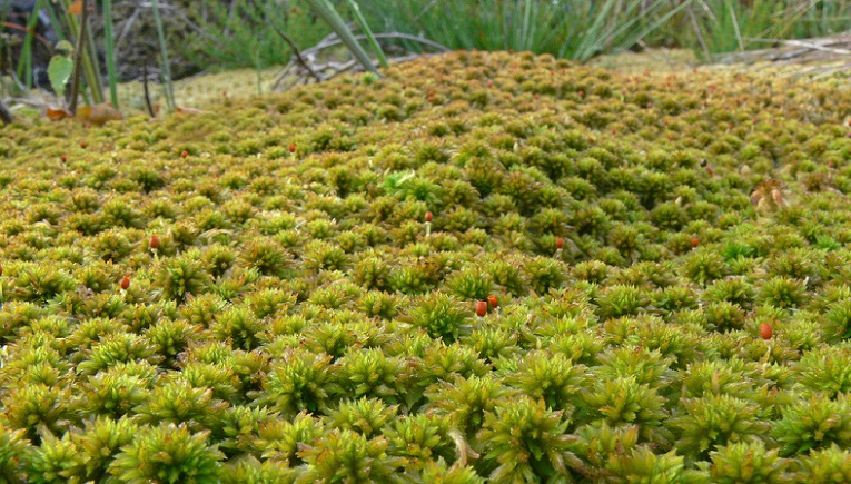 PLAAN : Musgo Blanco - Sphagnum moss