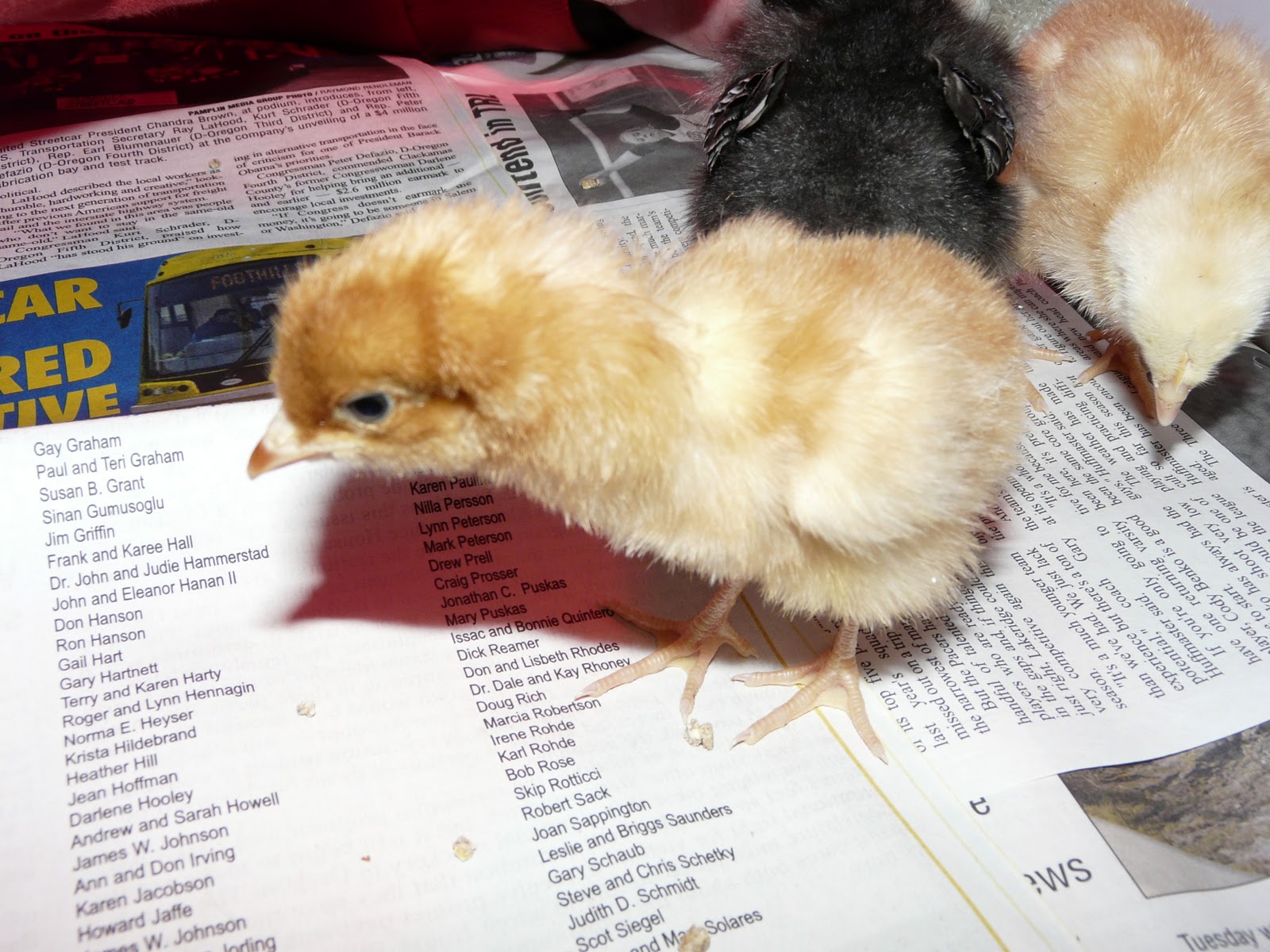 ZigZags and Blossoming.......: Chicks of Paradise- Backyard Chickens