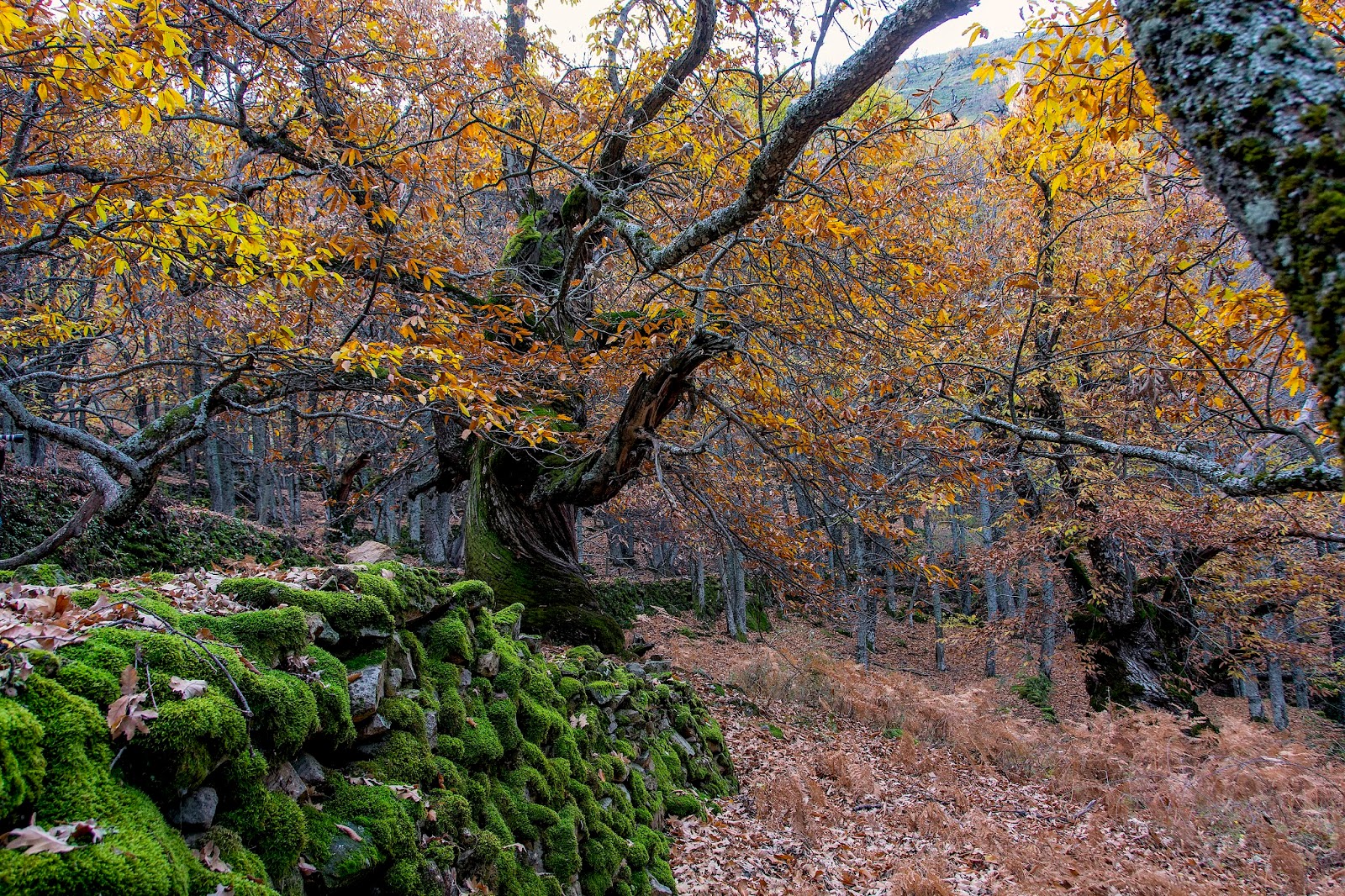 Otoño en los "Castaños del Temblar" en Segura deToro 6 fotografías 2 de ...