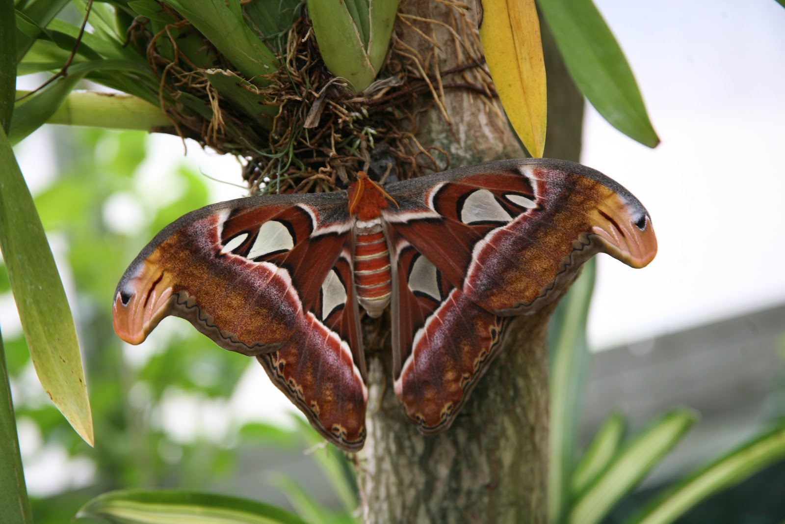 The Azure Gate: Atlas Moth