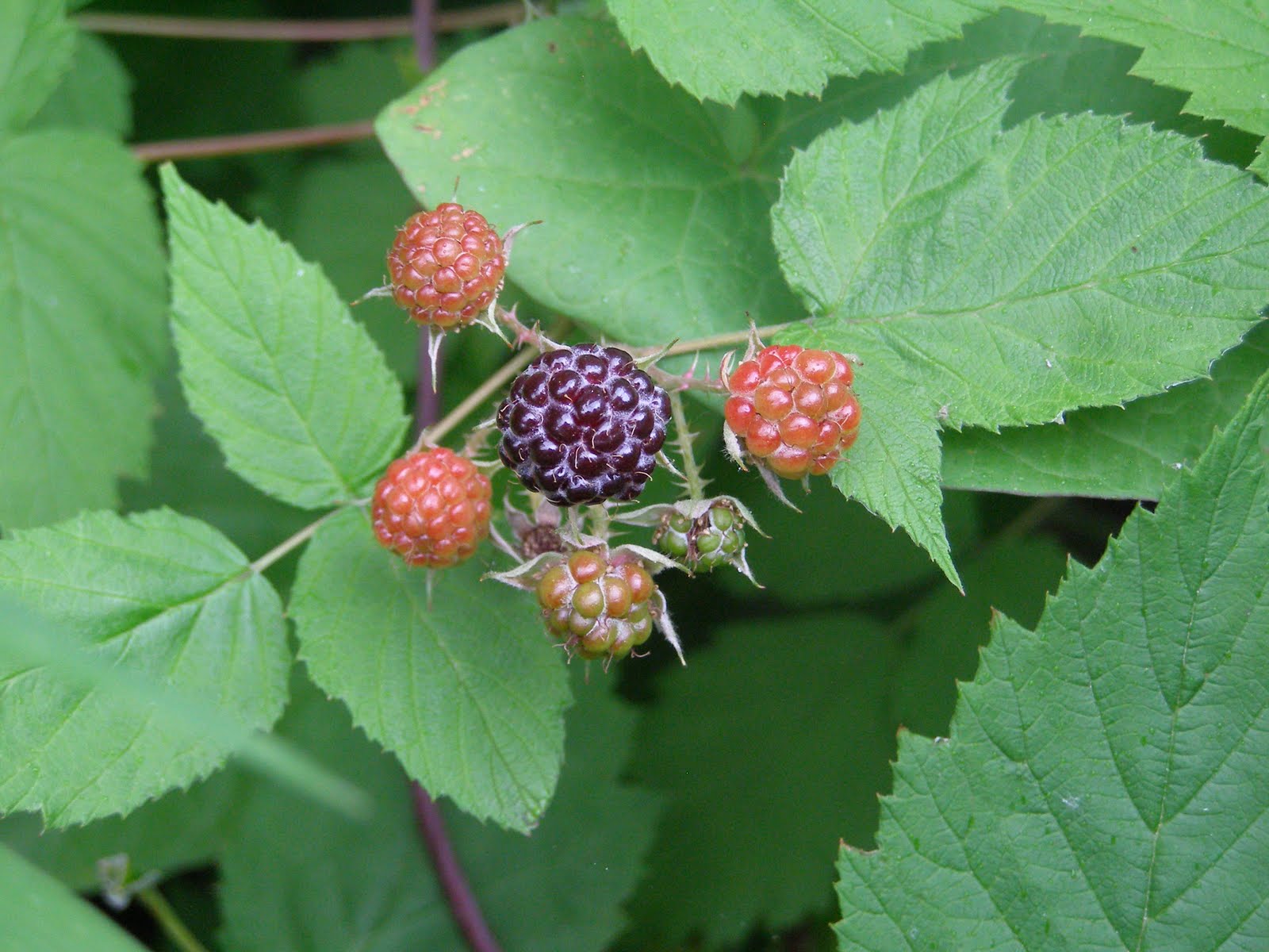 A Wild Garden: Photo Gallery: Wild Garden