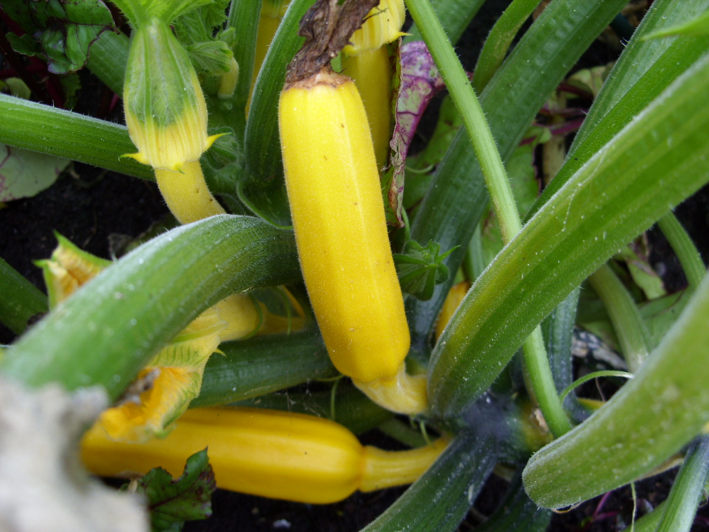 Kelli's Northern Ireland Garden: Veg Update (Peppers, Broccoli, Cabbage ...