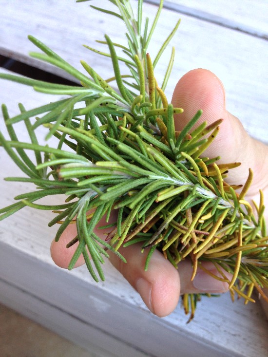 The Rainforest Garden: Fast and Flavorful Rosemary Skewered Tomatoes