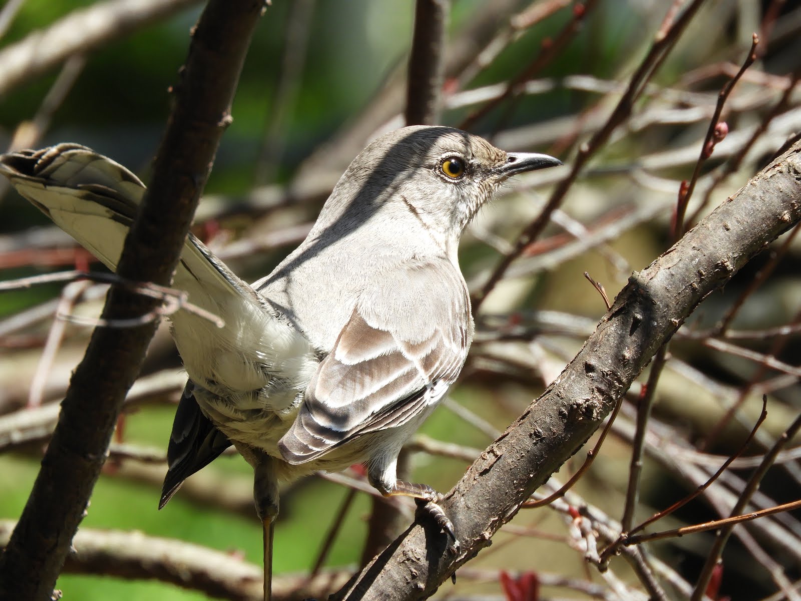 It's All About Purple: A Few Minutes With A Mockingbird