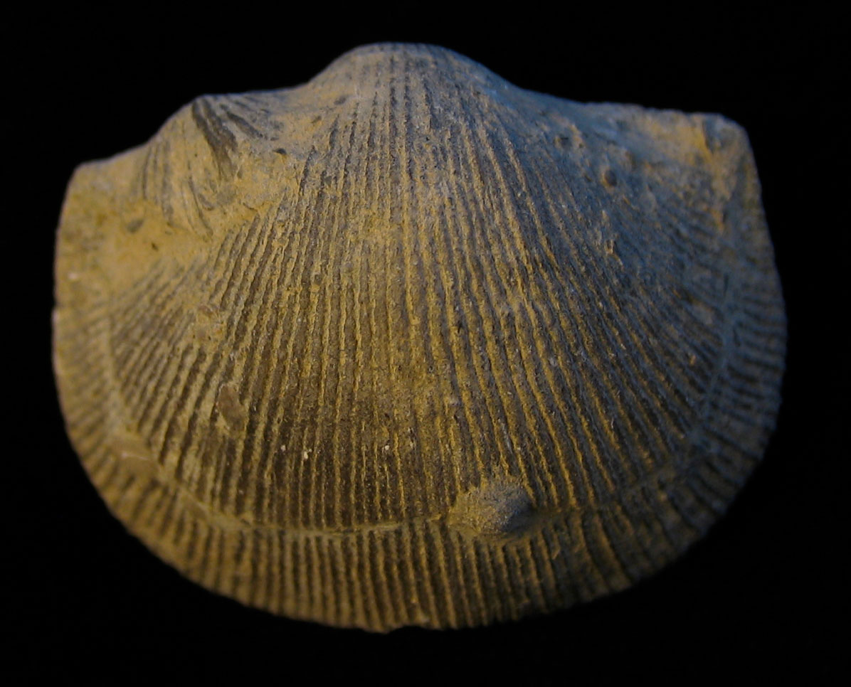 Louisville Fossils and Beyond: Feb 25, 2011