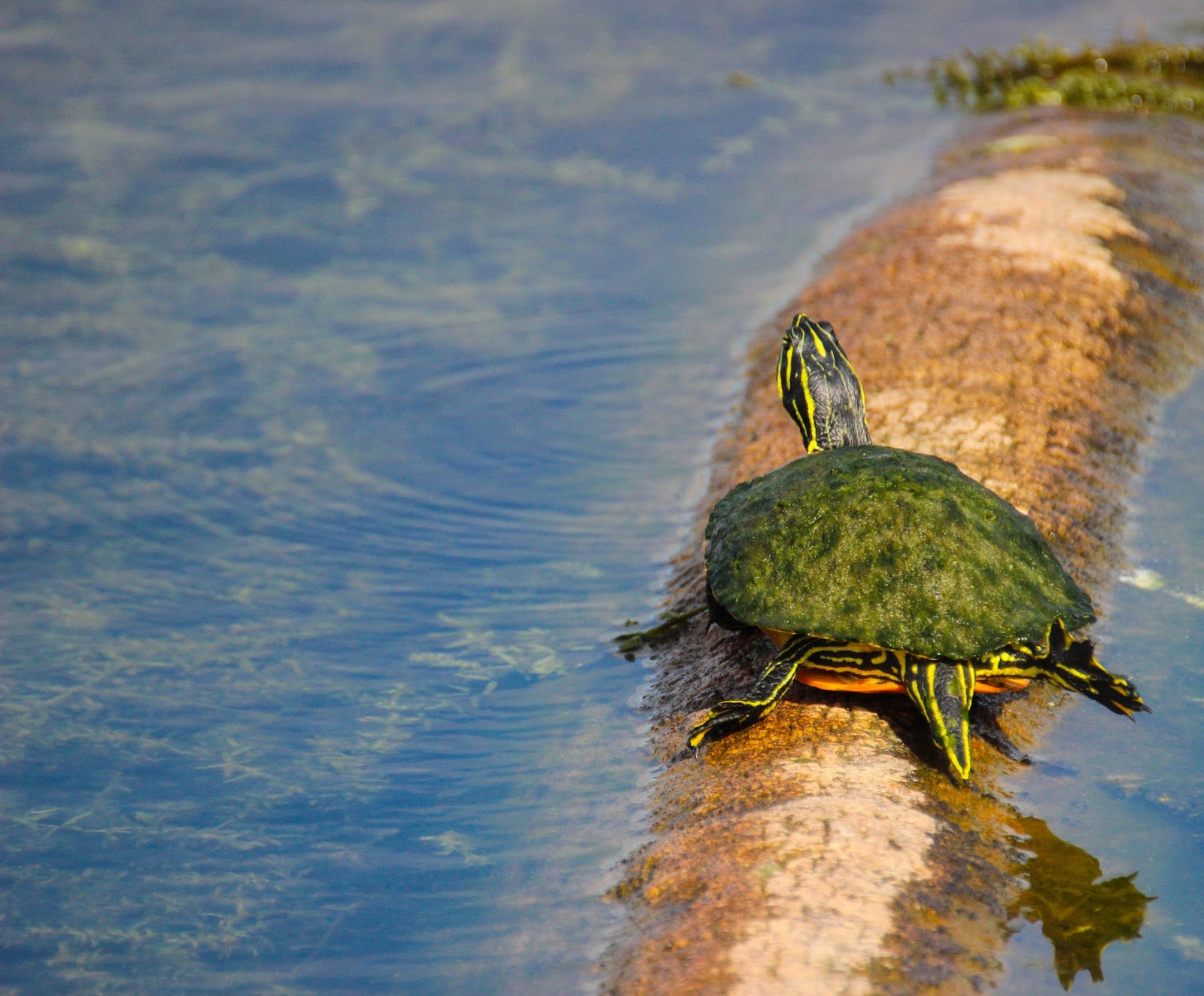 Cannundrums: Florida Red-Belled Turtle or Cooter