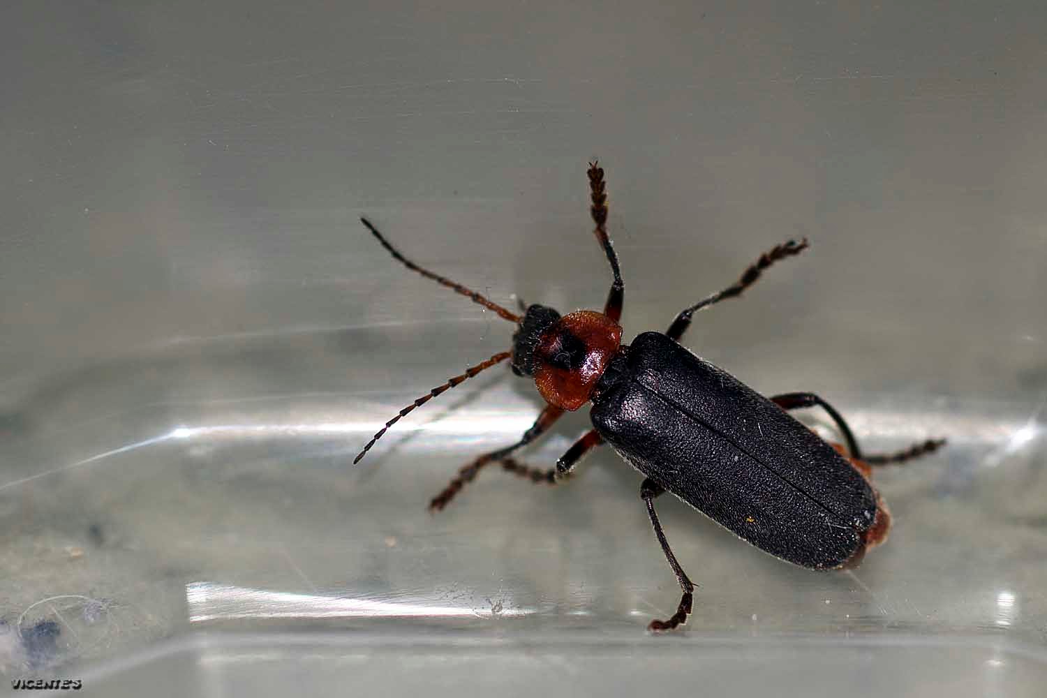 Fauna silvestre de Hormaza: Cantharis rustica