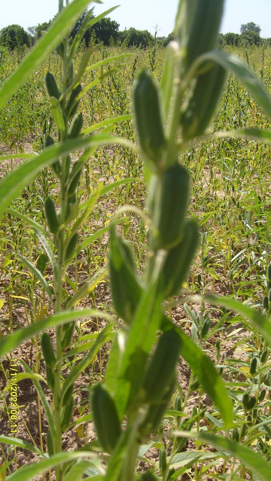 INFORMATION ET VALORISATION DES ACQUIS DE LA RECHERCHE: LE SESAME, UNE ...