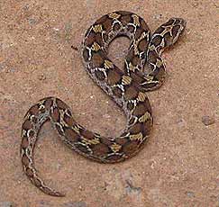 sri lankan snake: වැළි පොළගා