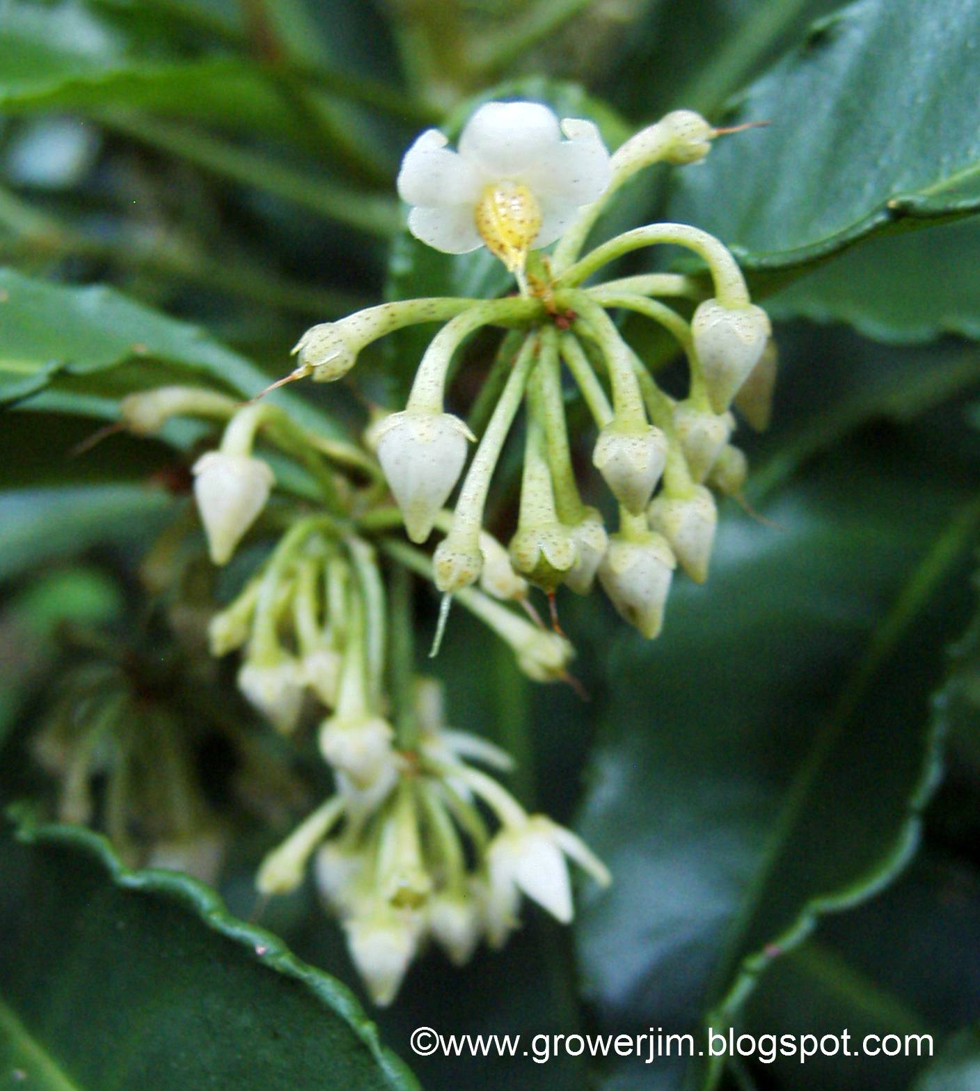 Garden Adventures: Ardisia crenata
