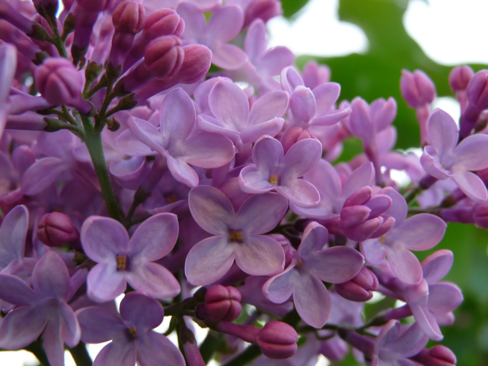 Fragole Infinite: La Leggenda del Lillà In Fondo Al Giardino.