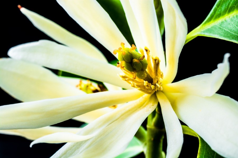 Menakjubkan 11+ Gambar Aneka Bunga Cempaka - Gambar Bunga Indah