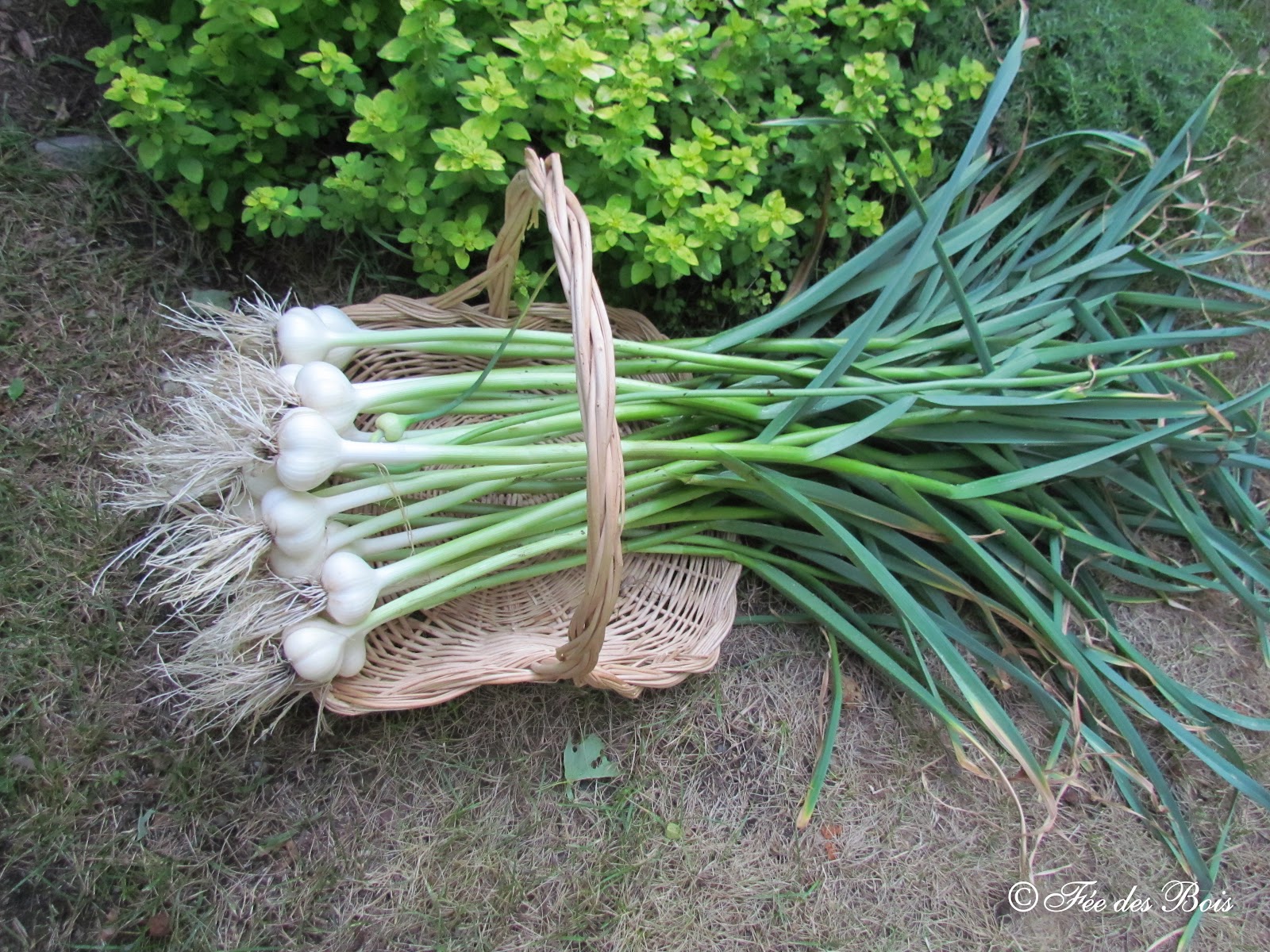 LA FÉE DES BOIS: Récolte d'ail