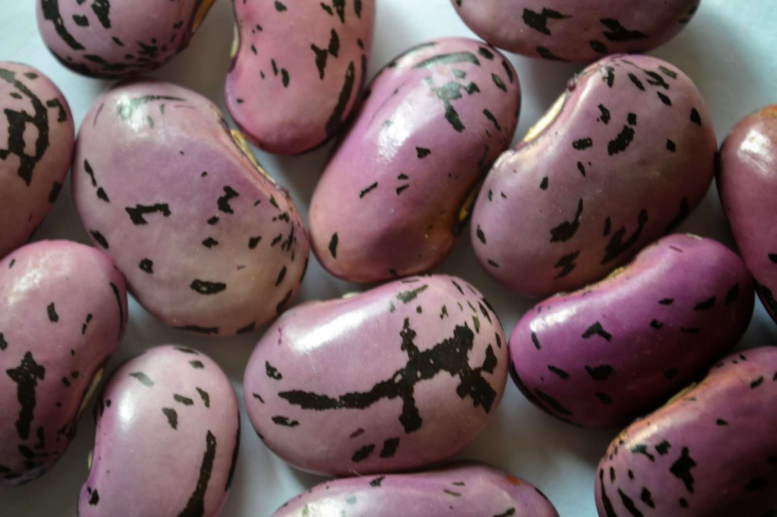 cele patru anotimpuri: Fasole ornamentală