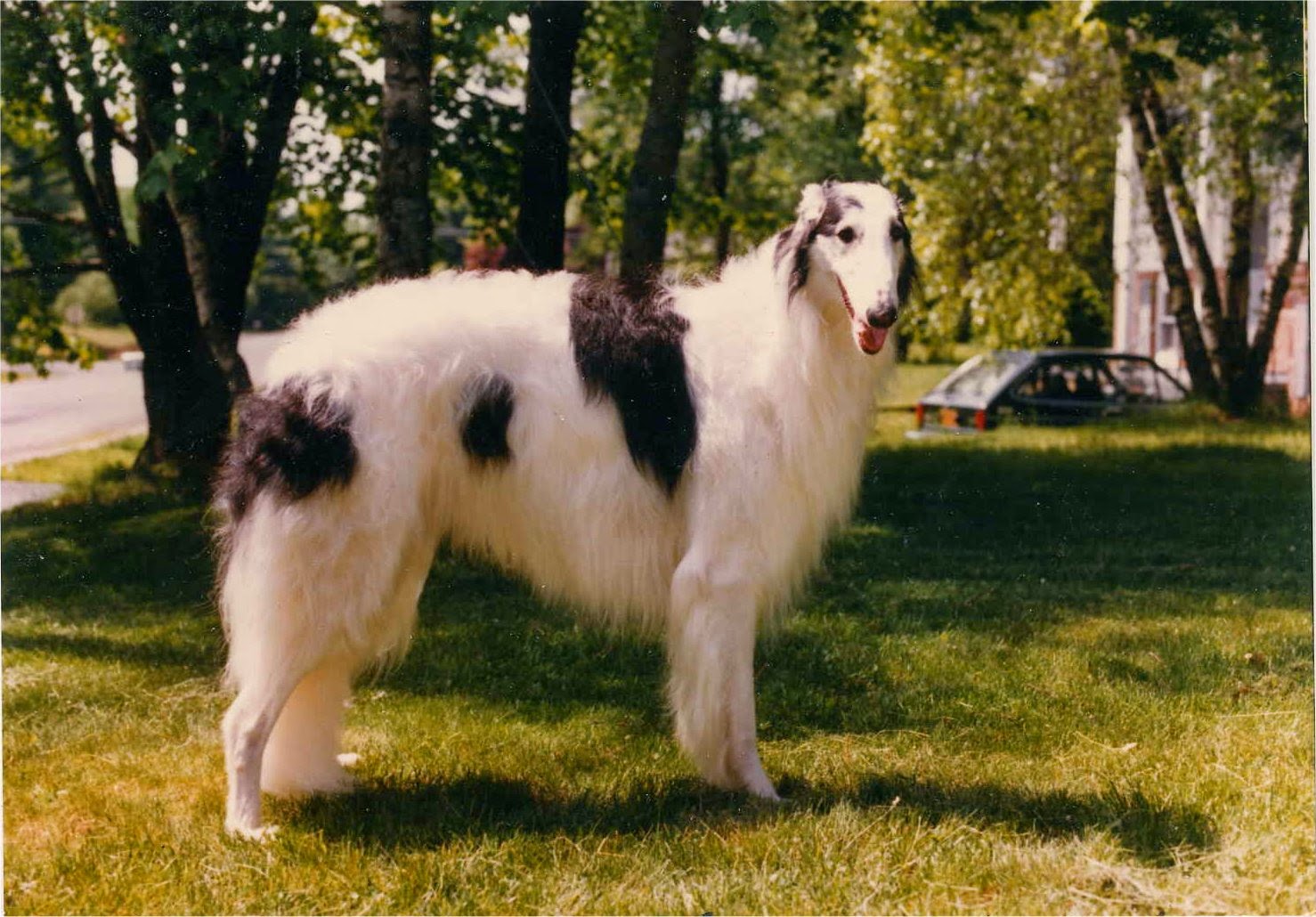 Borzoi o galgo ruso