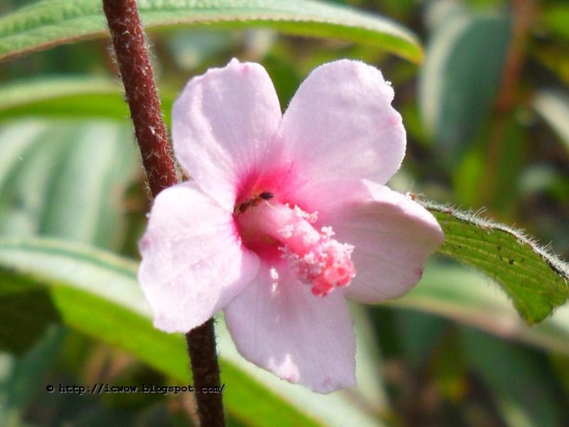 Caesarweed - Urena lobata