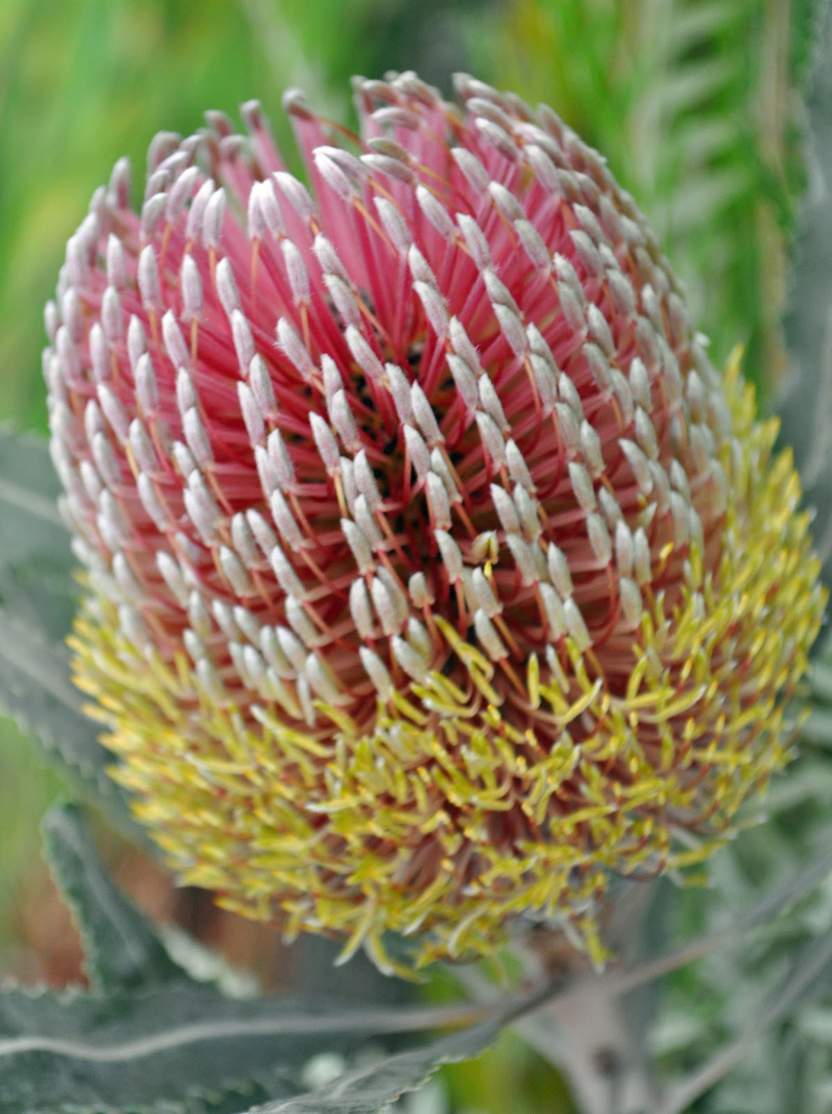 A Passion for Flowers: Autumn Protea Bouquet Recipe