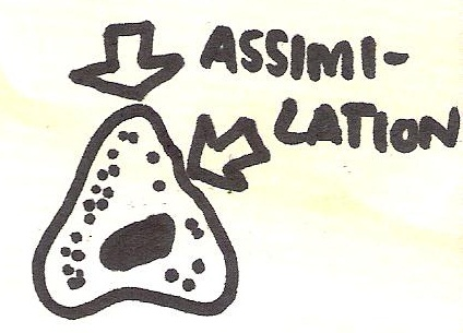 # 57 Assimilation and role of the liver | Biology Notes for IGCSE 2014 ...