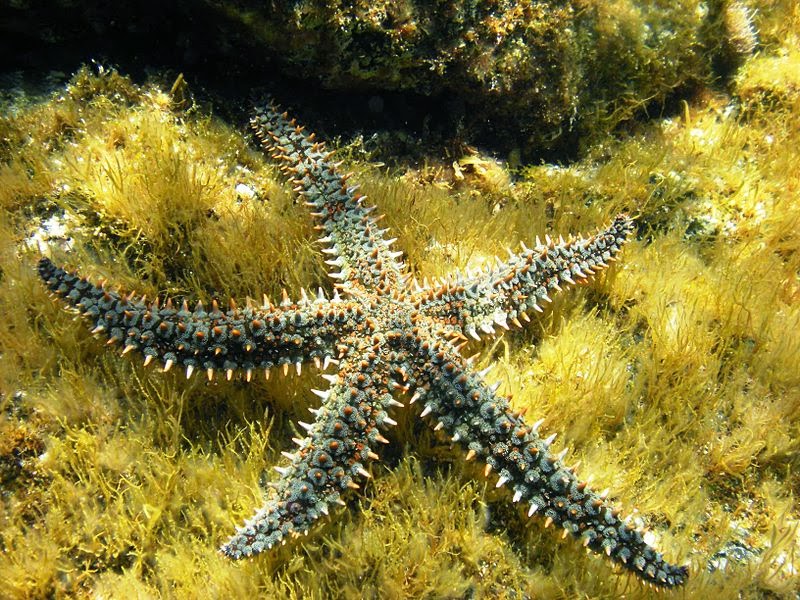 CUADERNO DE CAMPO del Treparriscos: Estrella de Mar de la isla de El ...