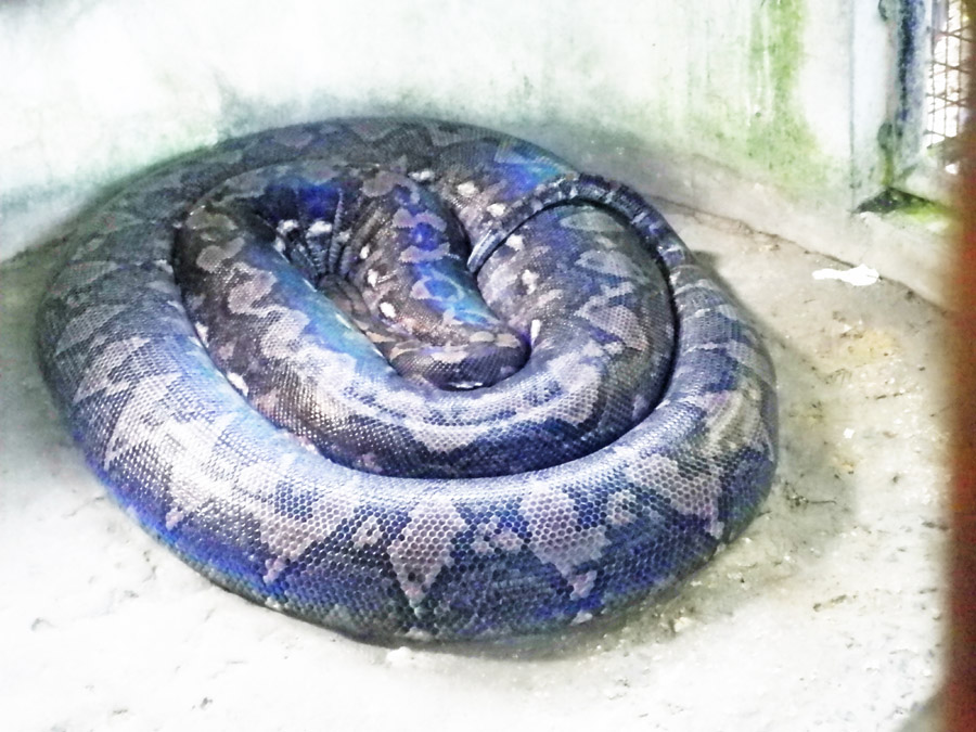 My Philippine Travel and Tour: Bohol Tour 4: Loboc River Cruise ...