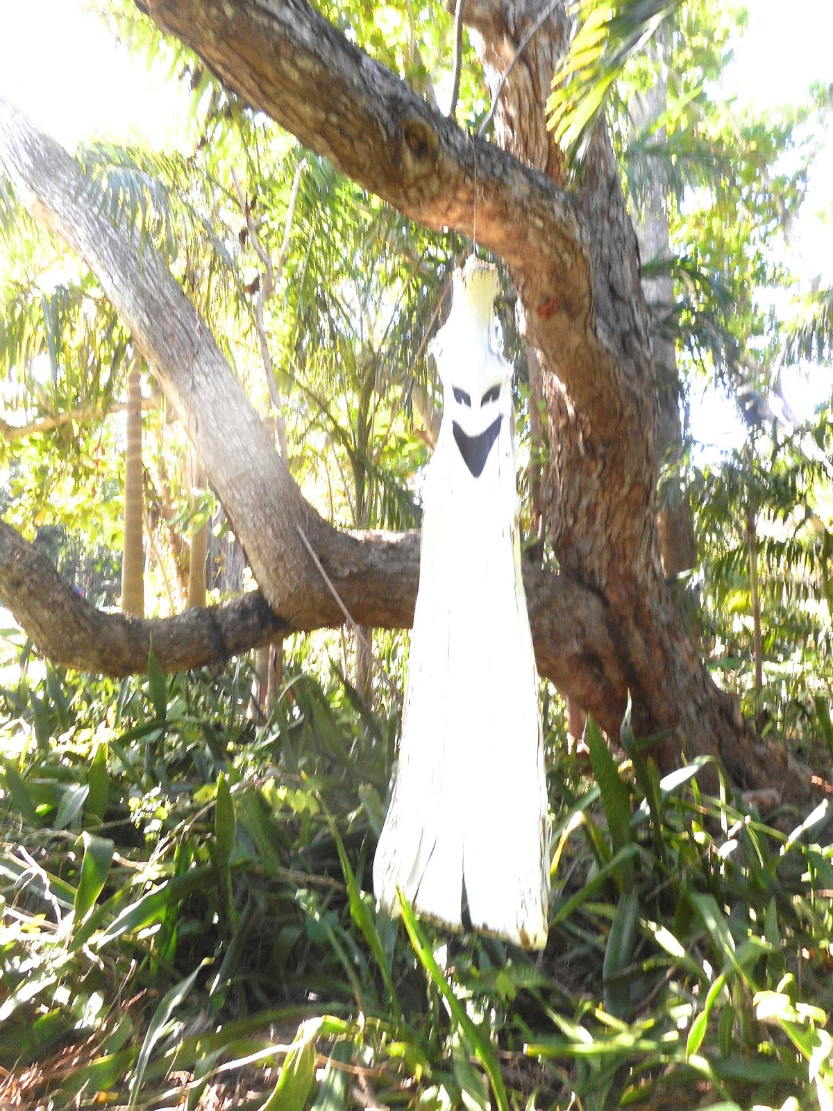 The Grove Guy: WE HAVE GHOSTS IN OUR PALM TREES