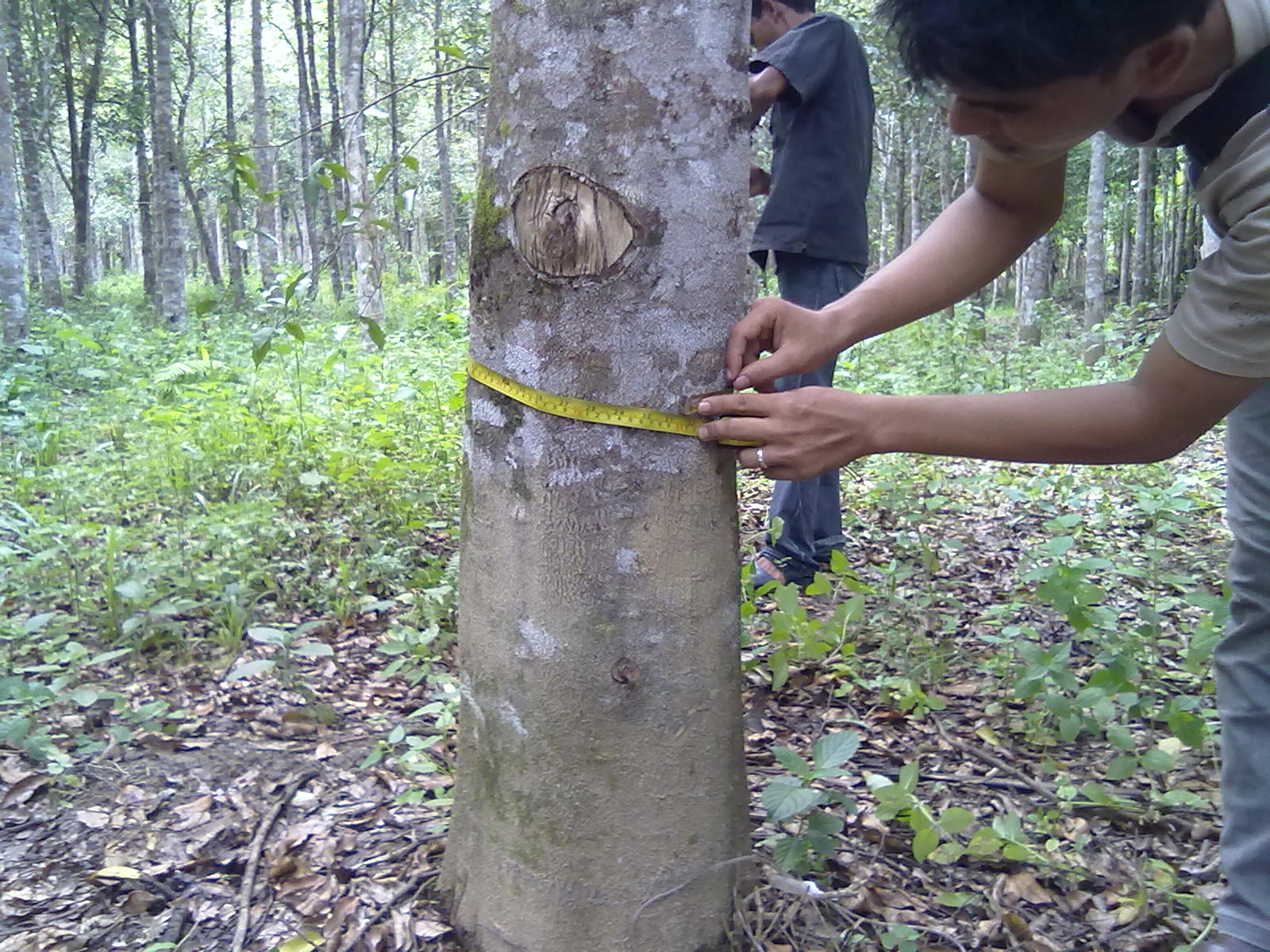 Gaharu dan Lebah Madu: Jual 5000 Pokok Gaharu Jenis Aquilaria ...