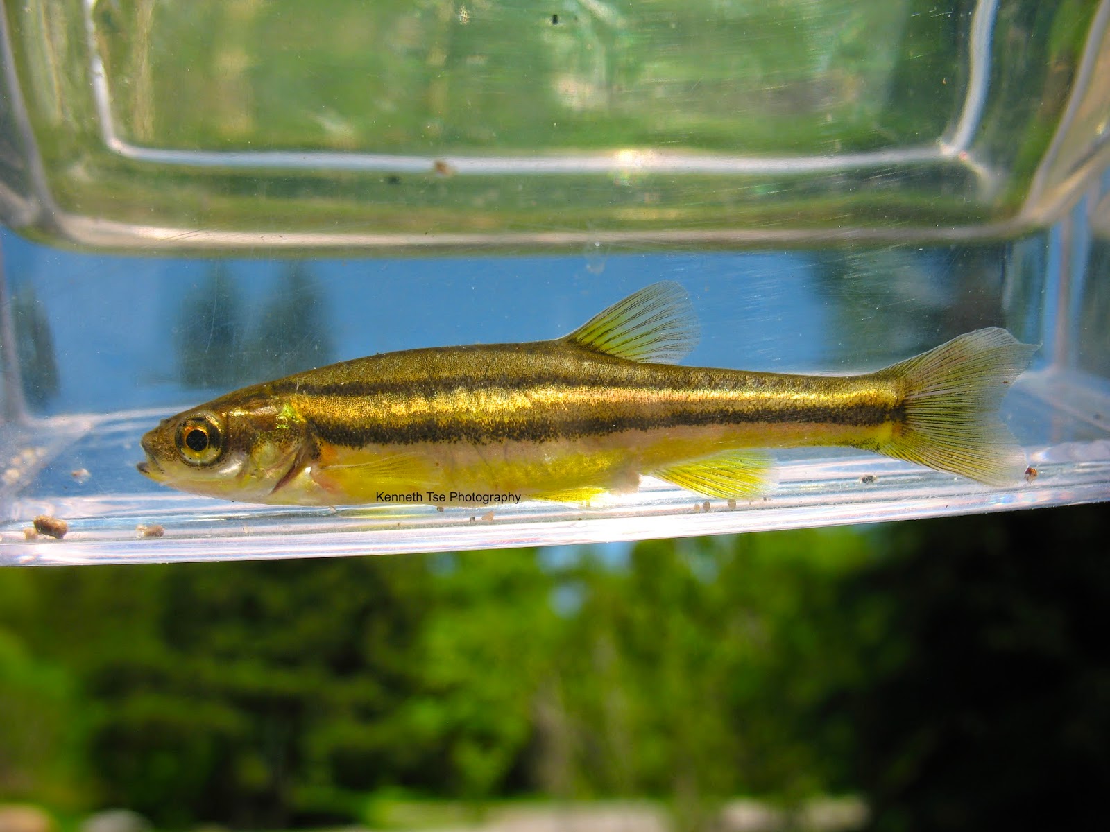 Northern Redbelly Dace