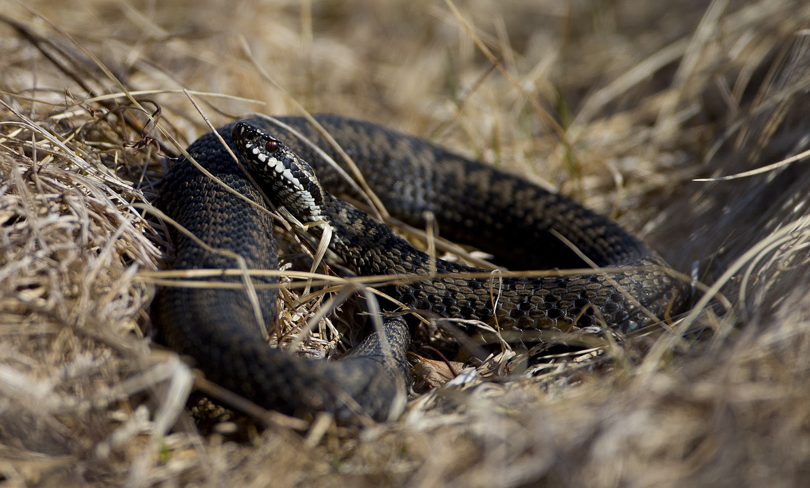 Kenny Isaksson Wildlife Photographer: Huggorm och Grod invasion i Ankdammen