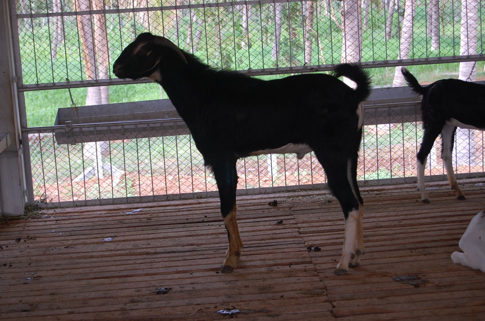 veeravasu goat farm: VEERA GOAT FORM