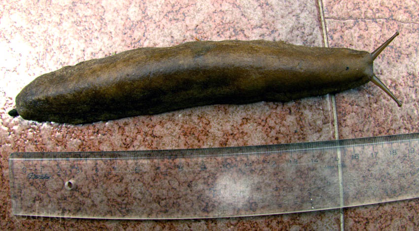 Insetologia - Identificação de insetos: Lesma em São Paulo