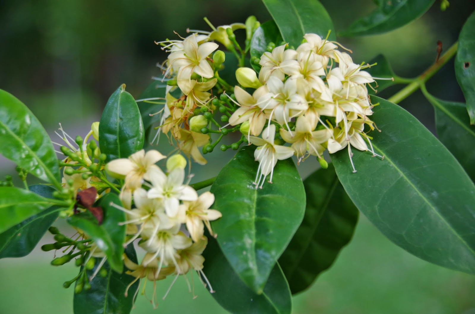 Trees and Plants: Tembusu