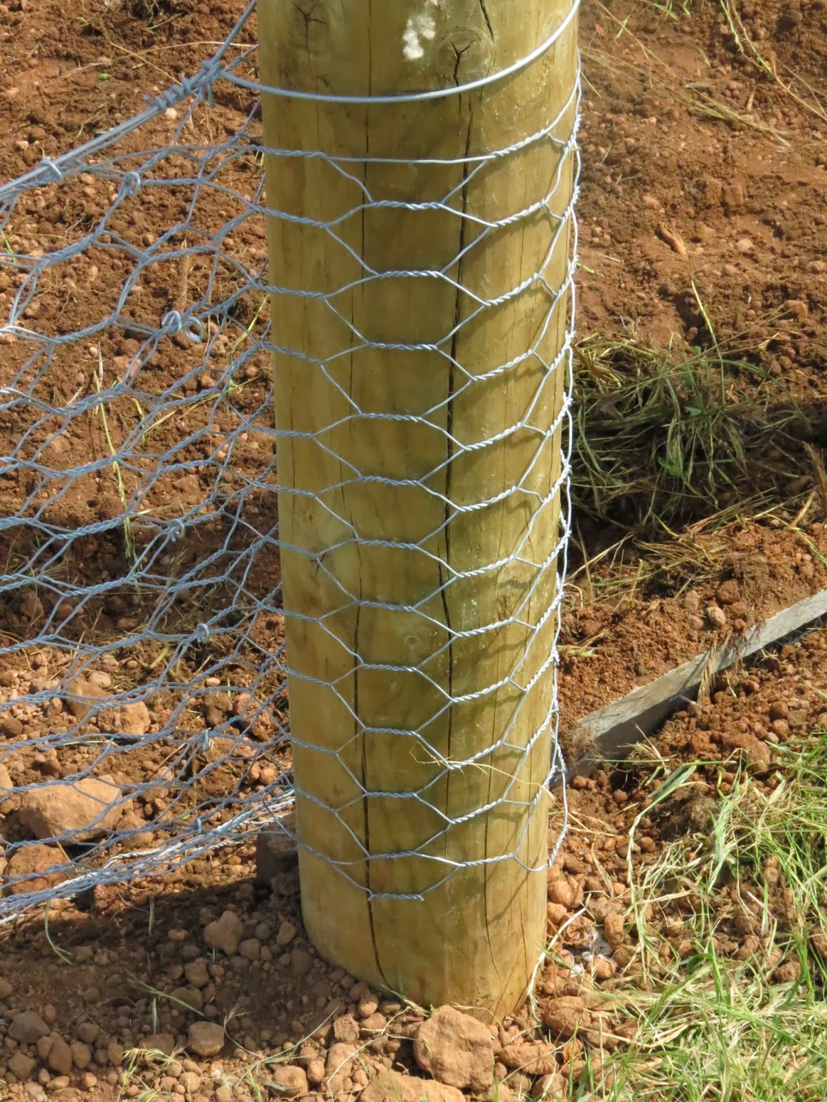 Pretending to Farm: Building a Fox Proof Chicken Coop
