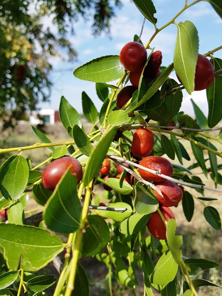 No le digas a mi madre que estoy haciendo fotos: Azufaifa, fruto del ...