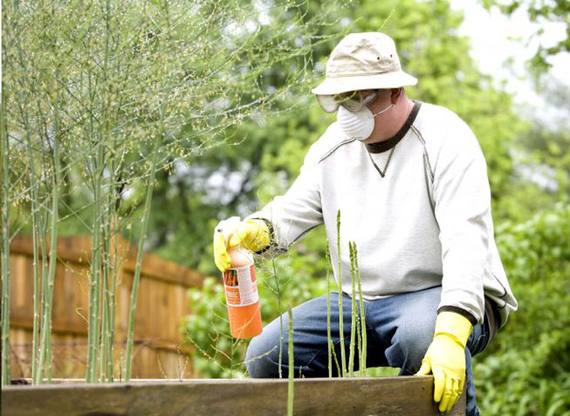 Cara Menyemprotkan Pestisida Yang Benar