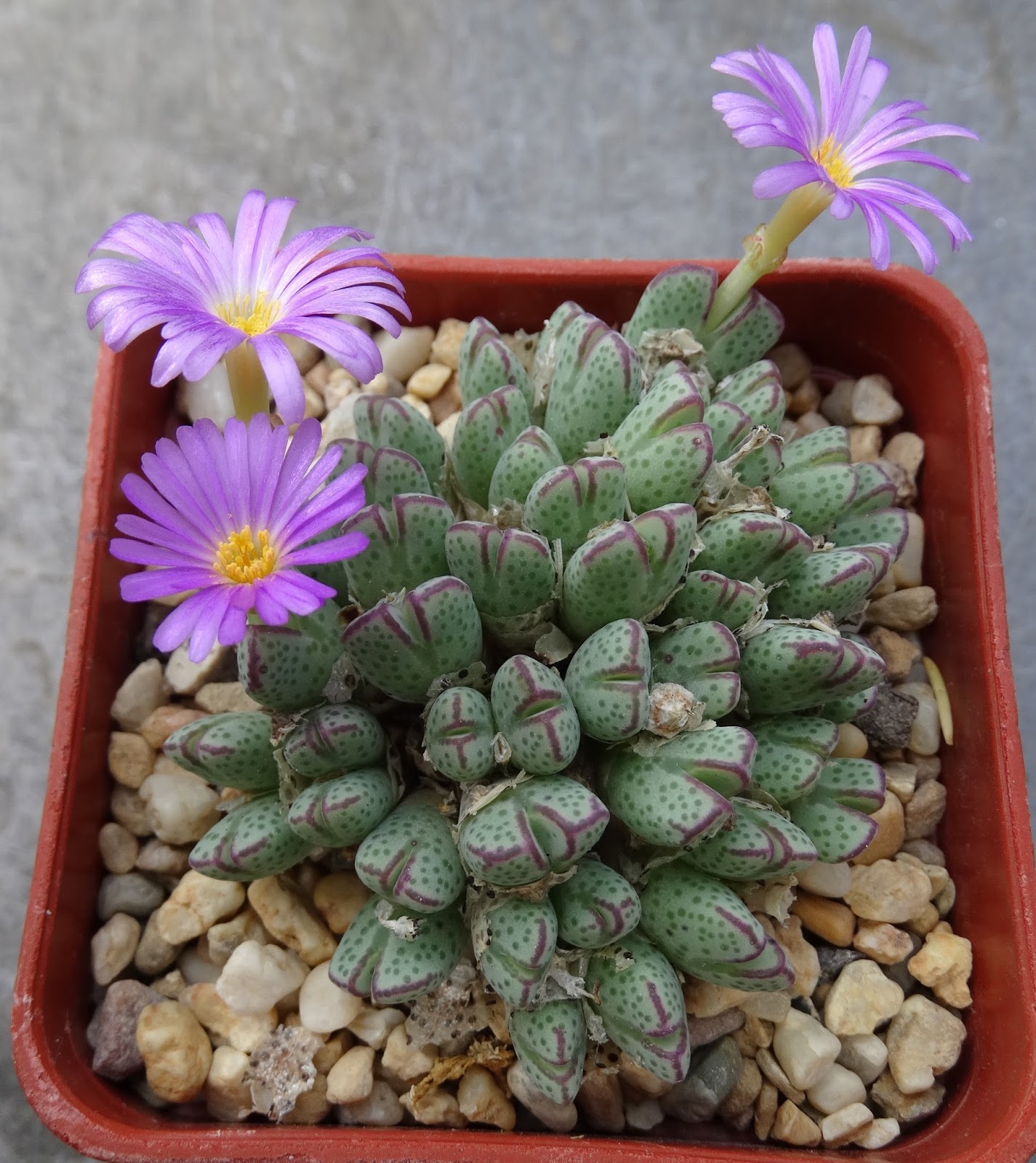 Succulent Sundae: CONOPHYTUM MARGINATUM