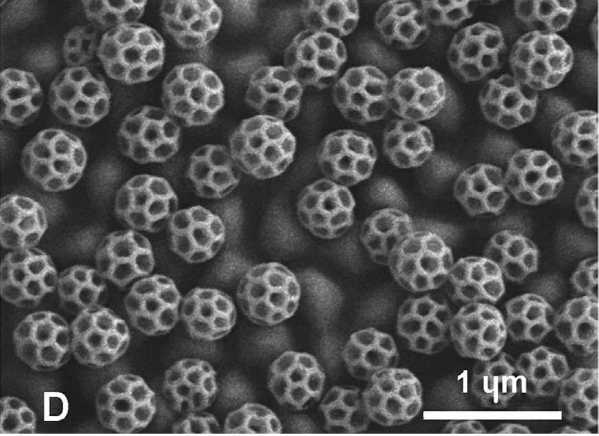 Darwin's God: Brochosome Proteins Encoded By Orphan Genes